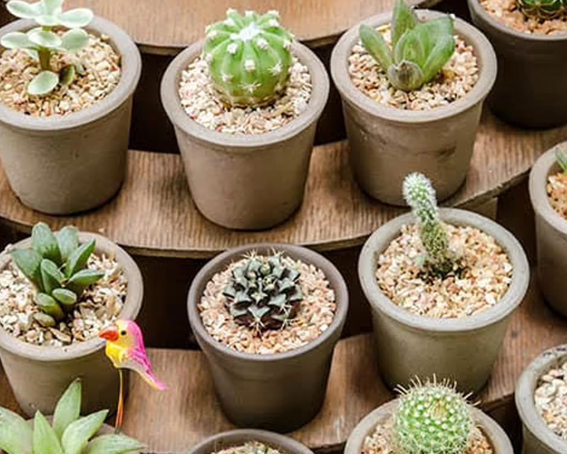 انواع کاکتوس ها - ژمینو کاکتوس