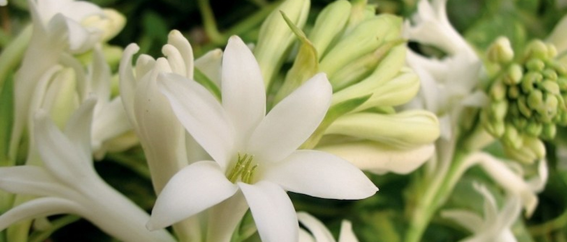 گل مریم نماد چیست و روش نگهداری و کاشت گل مریم به چه صورت هست؟ - ژمینو ...